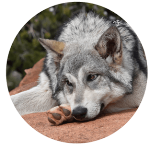 Shasta | Colorado Wolf Adventures